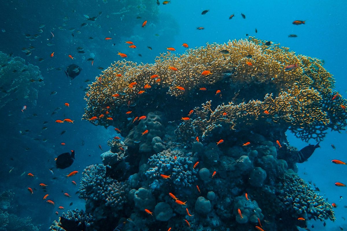 Coral Reef Restoration and Creation of Artificial Reefs | Our Projects ...