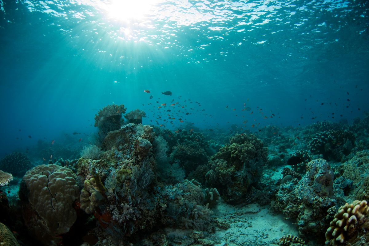 Advancing the Ecosystem Approach to Fisheries for Resilient Caribbean ...