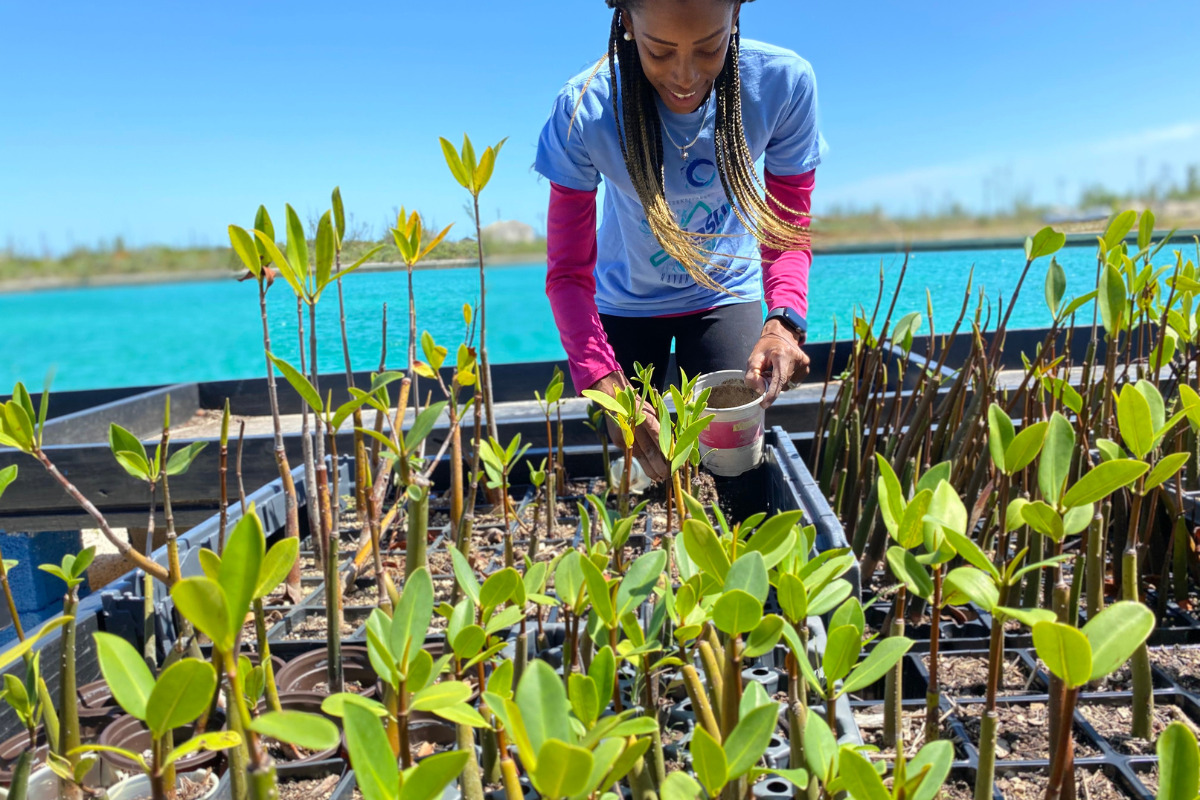 Community-Based Ecological Mangrove Restoration Training | Our Projects ...