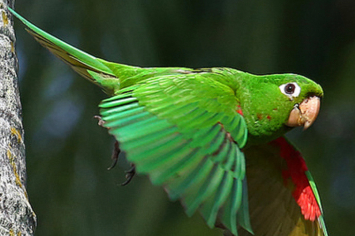 Building a Zero Waste Ecosystem for Enhanced Biodiversity for Birds and ...