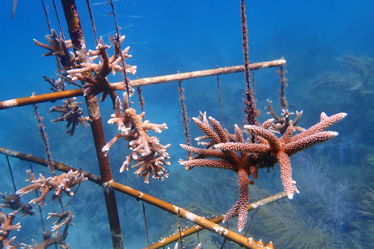 Reef Restoration of Devil's Table | Our Projects | Caribbean ...
