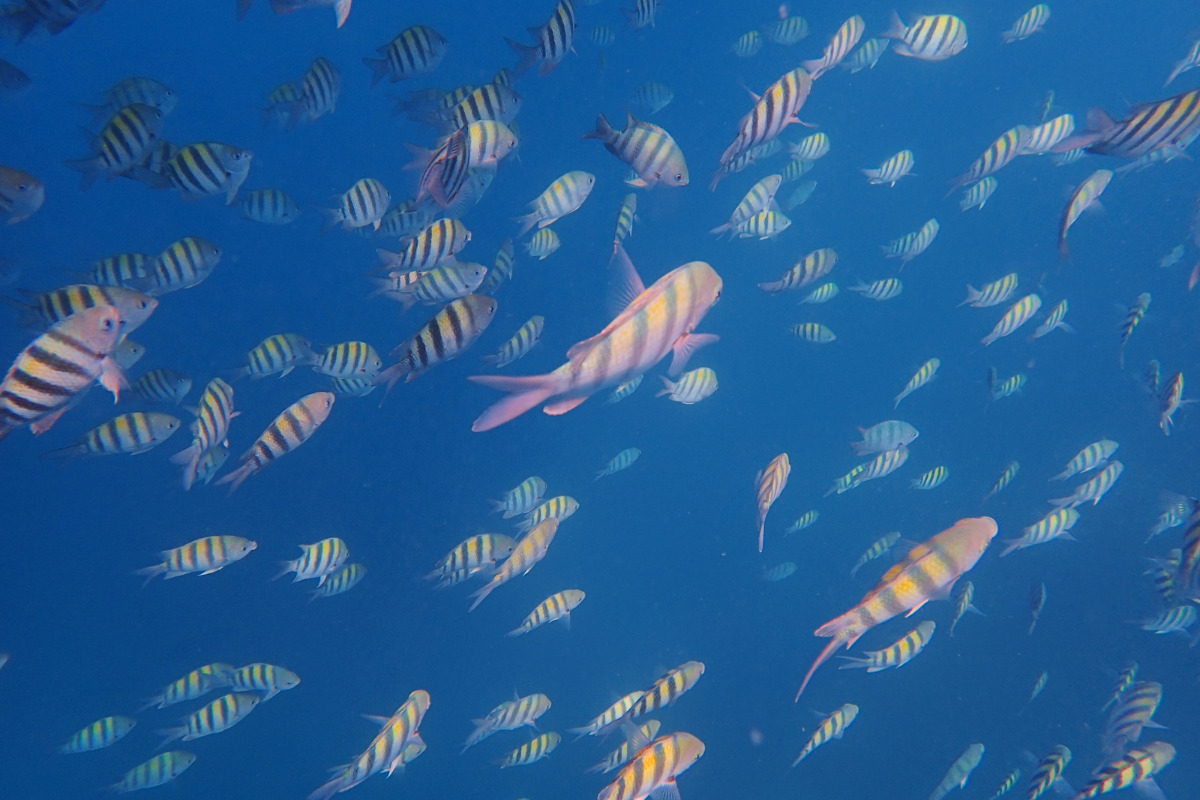 Improving Livelihood Protection and Resilience of the Orange Bay SFCA ...