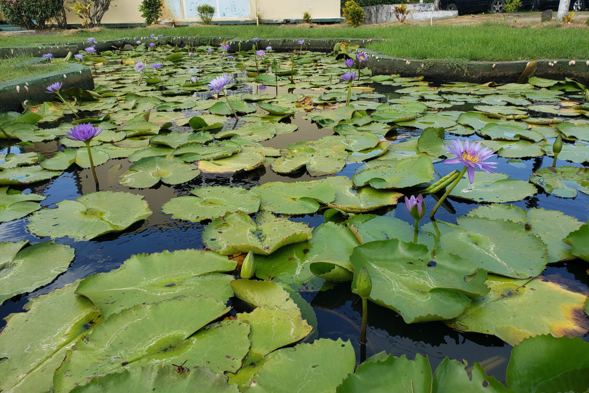 Grenada Sustainable Development Trust Fund | Our National Conservation ...