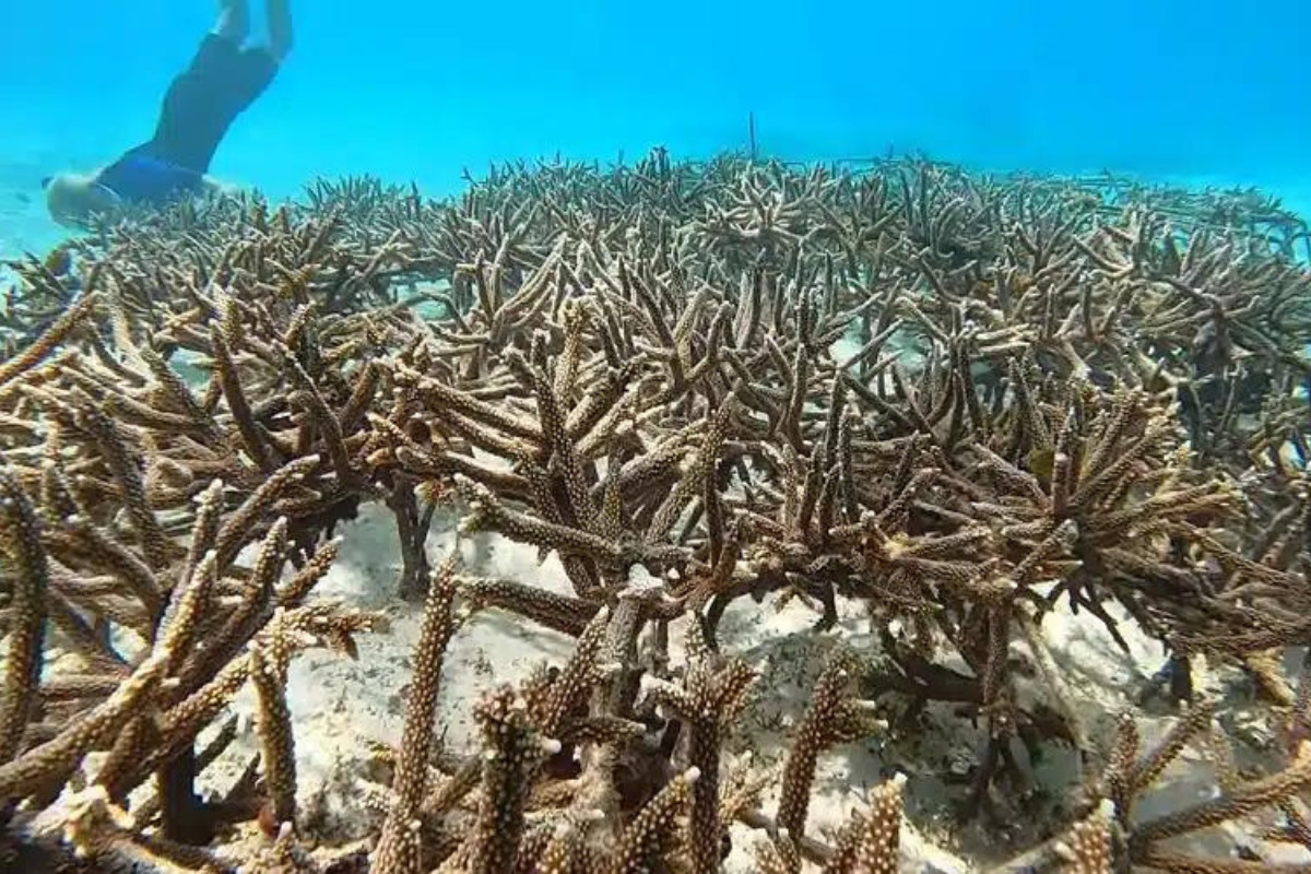 Coral restoration succeeds with 85% of fragments transplanted surviving ...