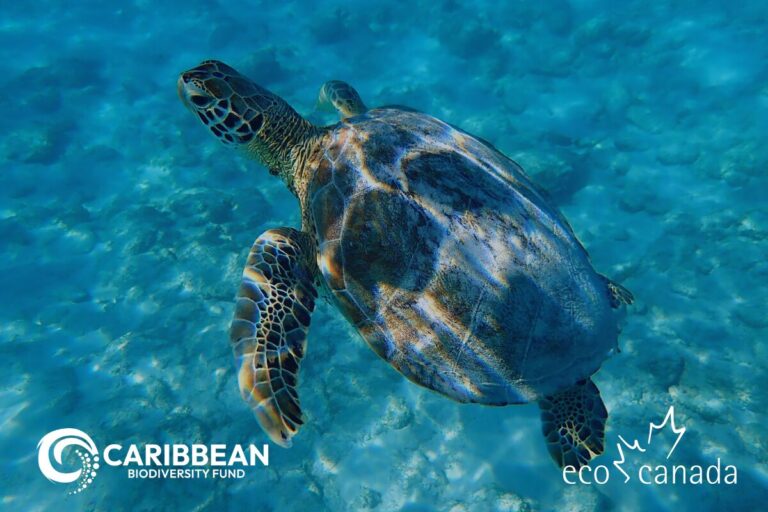 What's new | Caribbean Biodiversity Fund