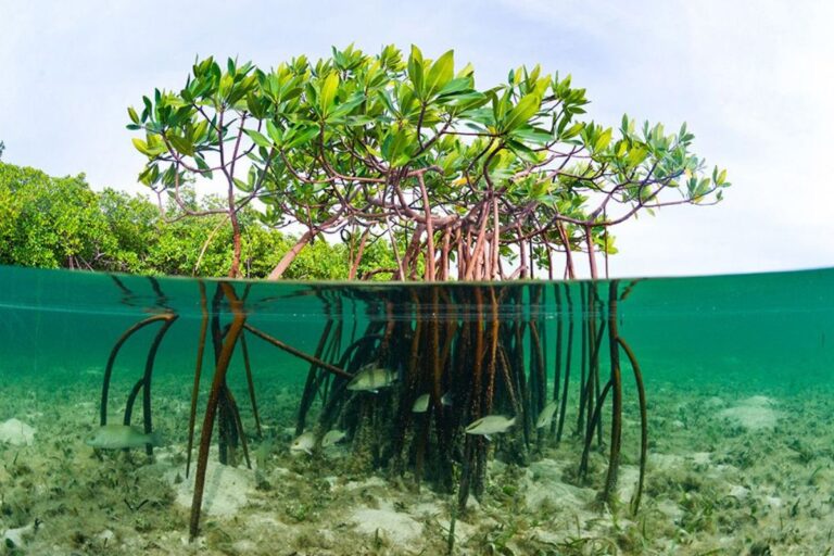 Unveiling the Marvels of Mangrove Forests: The Mighty Coastal Wetlands ...